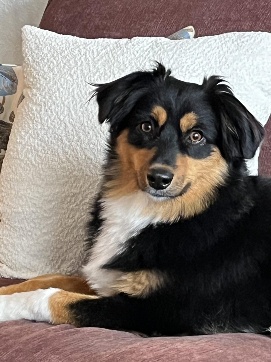 Coco your Bonus Agent - Rocco Cermele